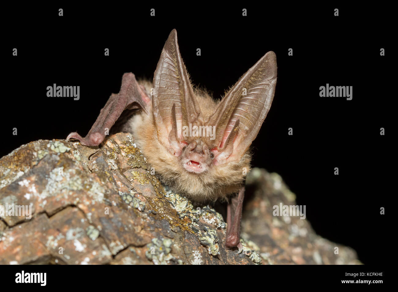 Corynorhinus hi-res stock photography and images - Alamy