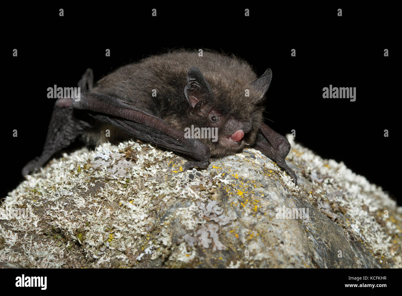 Close up of Spotted Bats in Lillooet, British Columbia, Grasslands ...
