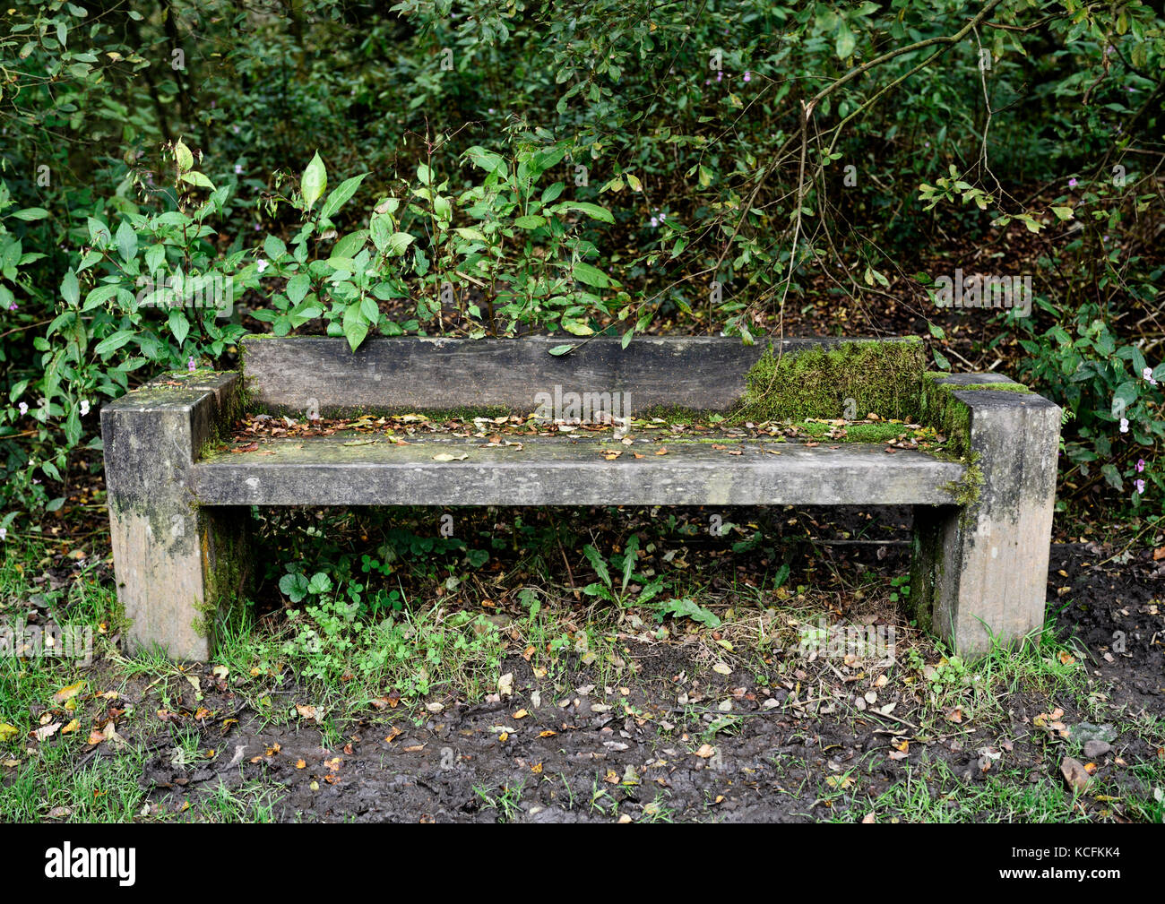 Moss growing on wooden bench in burrs country park bury lancashire uk ...