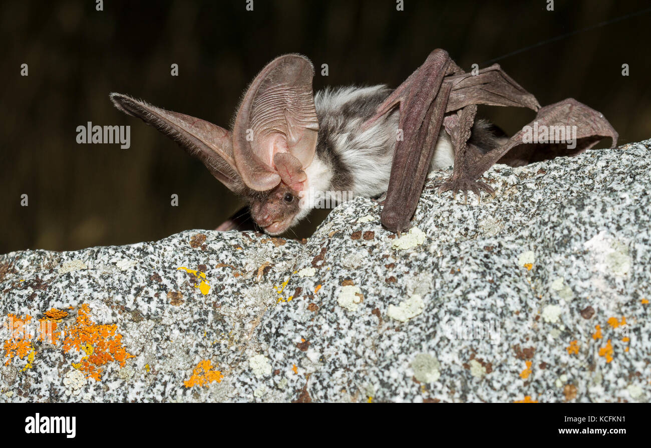 Close up of Spotted Bats in Lillooet, British Columbia, Grasslands ...