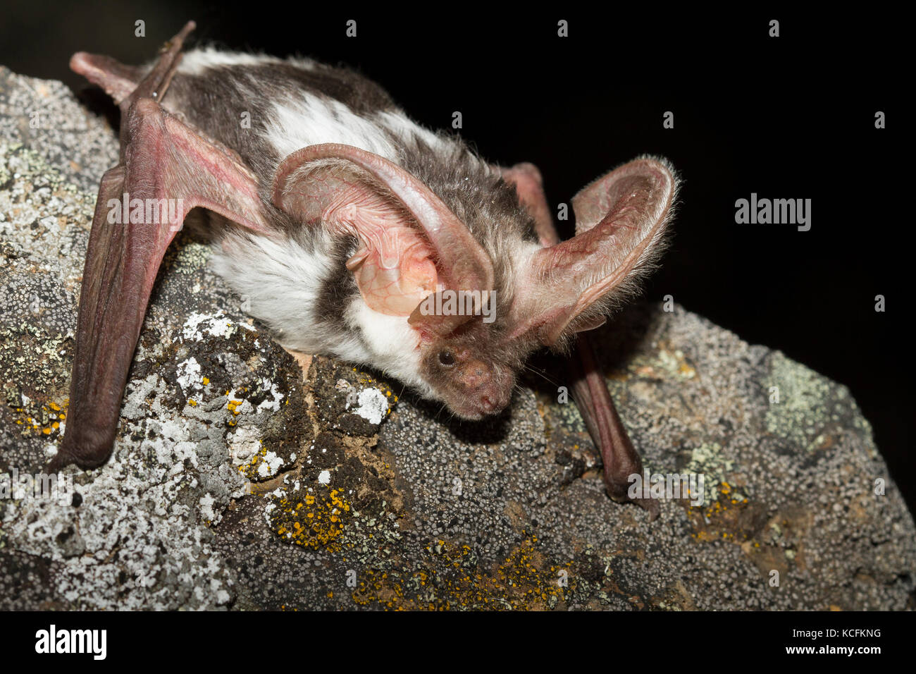 Spotted Bat