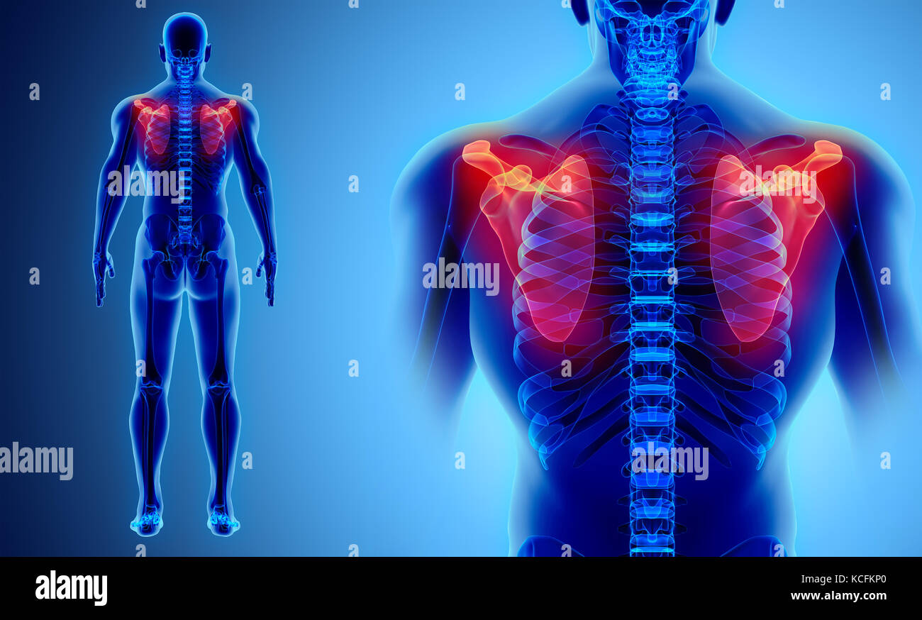 3D illustration of Scapula - Part of Human Skeleton Stock Photo - Alamy