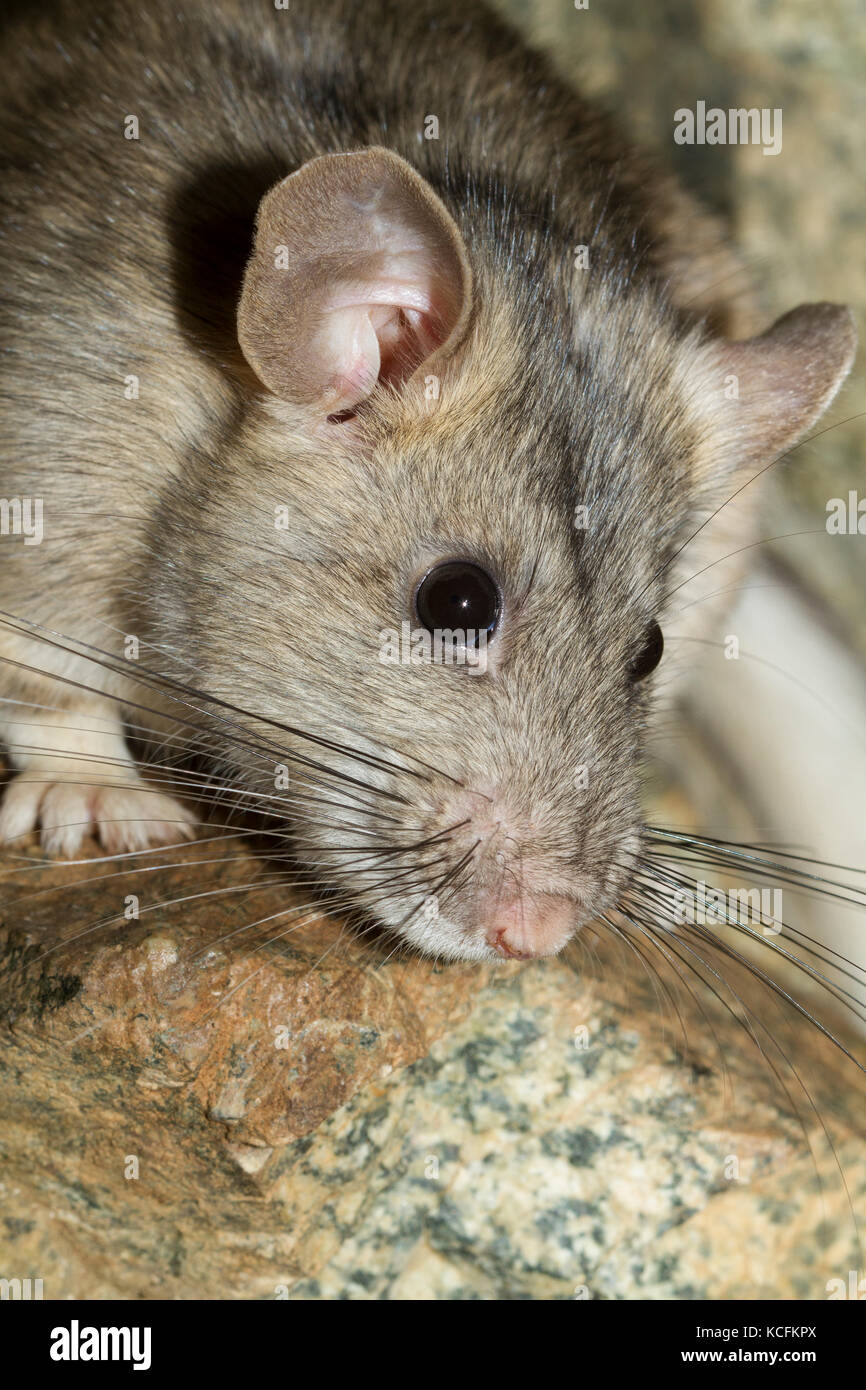 Bushy tailed woodrat hi-res stock photography and images - Alamy