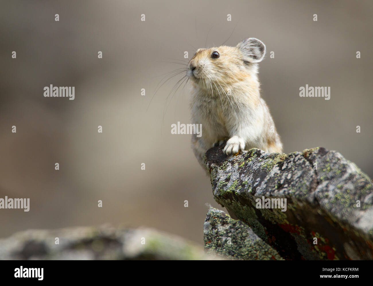 American Pika, Ochotona Princeps, Kananaskis, Alberta, Canada Stock ...
