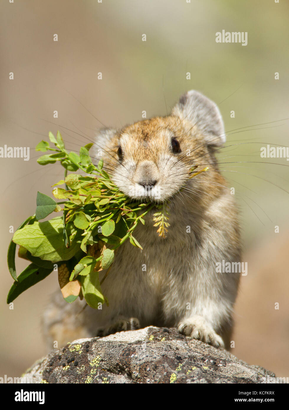 Pika alberta hi-res stock photography and images - Alamy