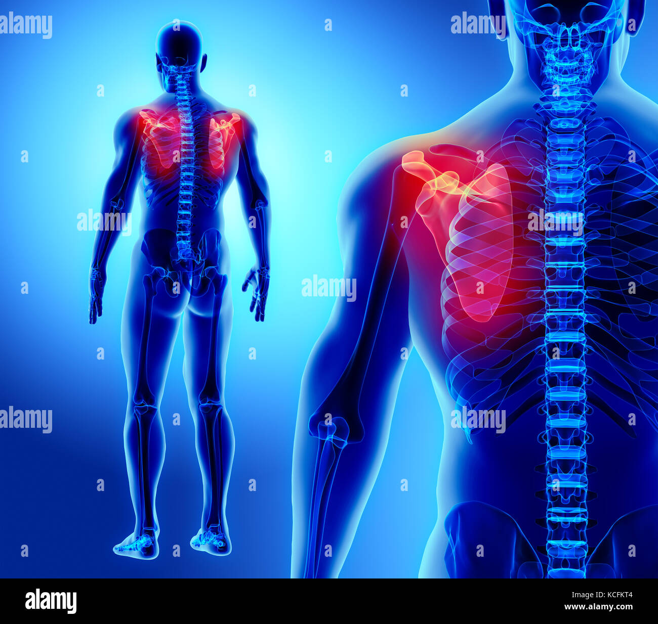 3D illustration of Scapula - Part of Human Skeleton Stock Photo - Alamy