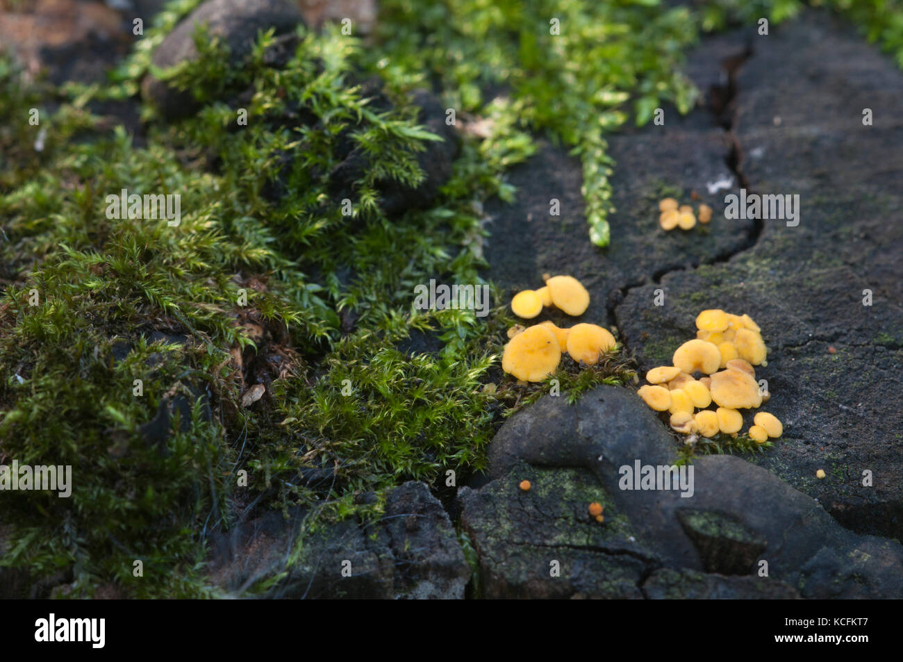 Bisporella citrina [Calycella citrina], macro shot, local focus Stock ...
