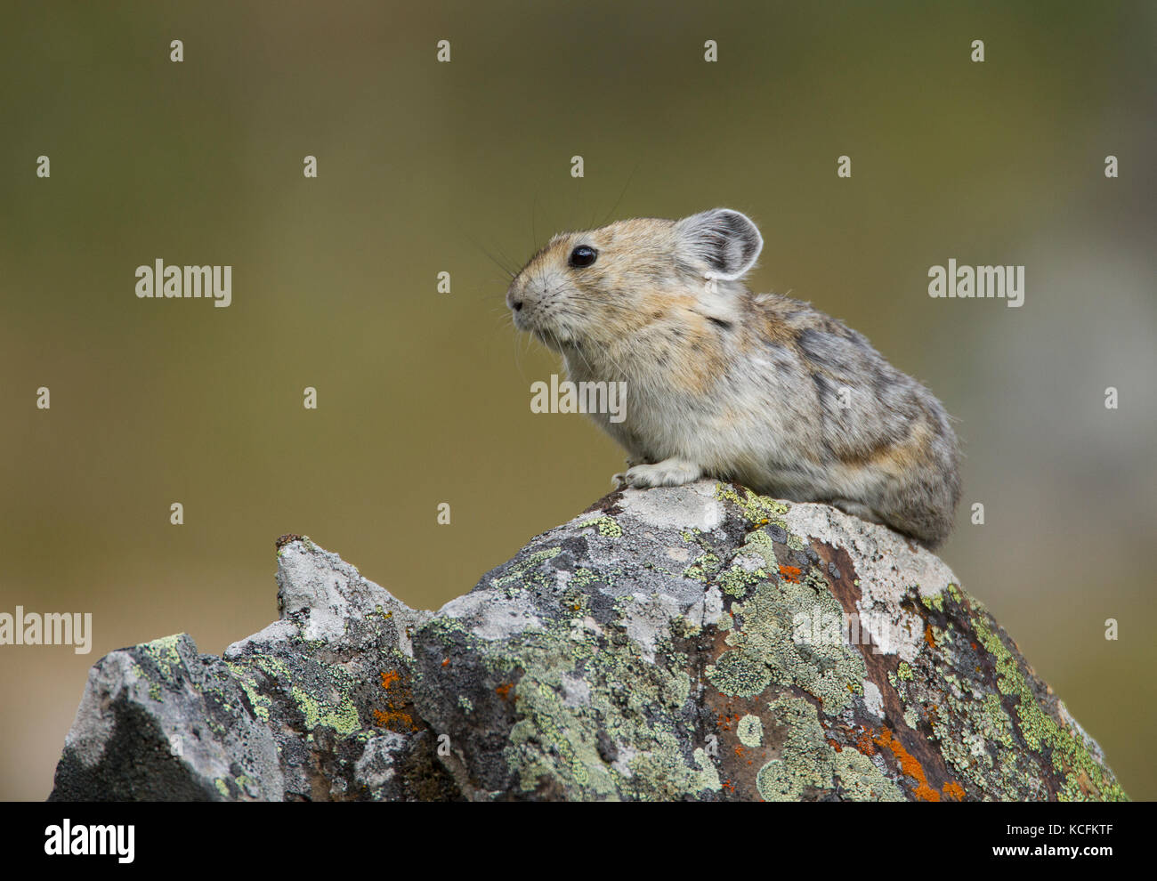 American Pika, Ochotona Princeps, Kananaskis, Alberta, Canada Stock ...