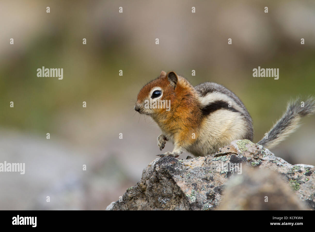 Townsendii High Resolution Stock Photography and Images - Alamy