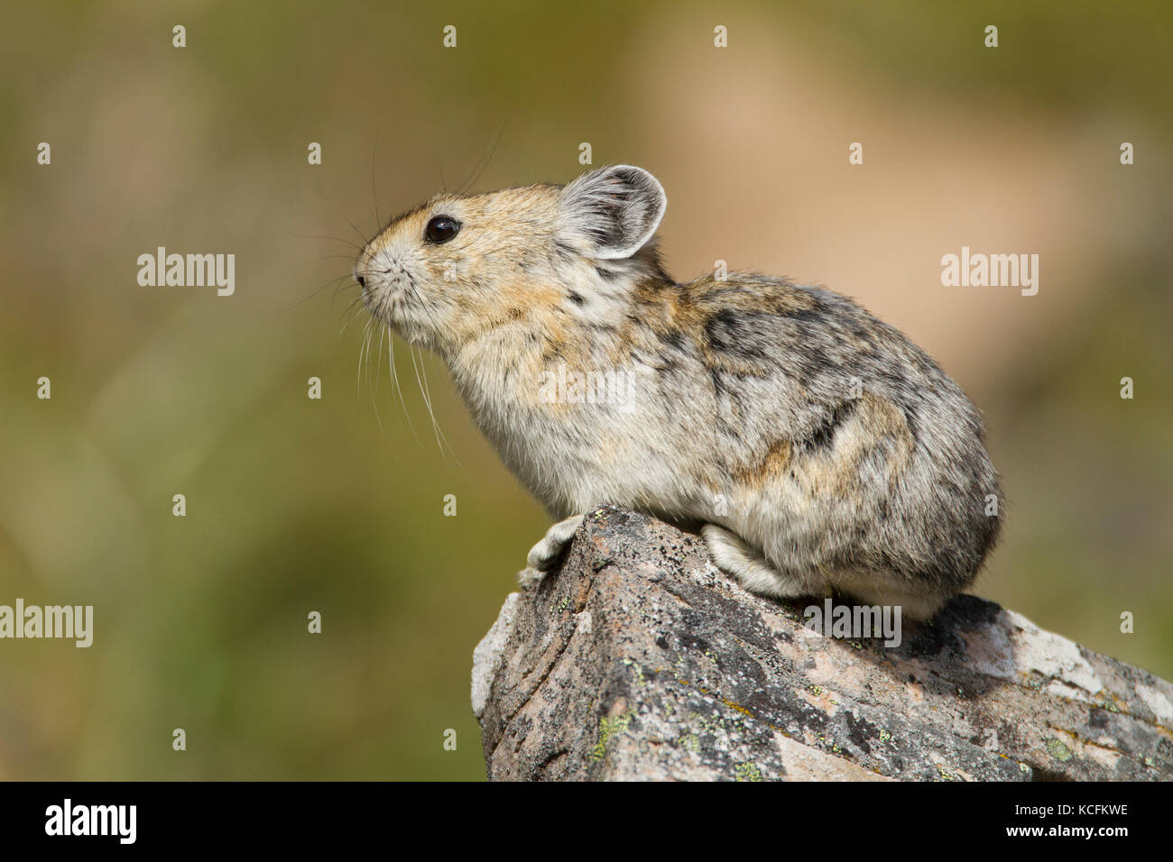 American Pika, Ochotona Princeps, Kananaskis, Alberta, Canada Stock ...