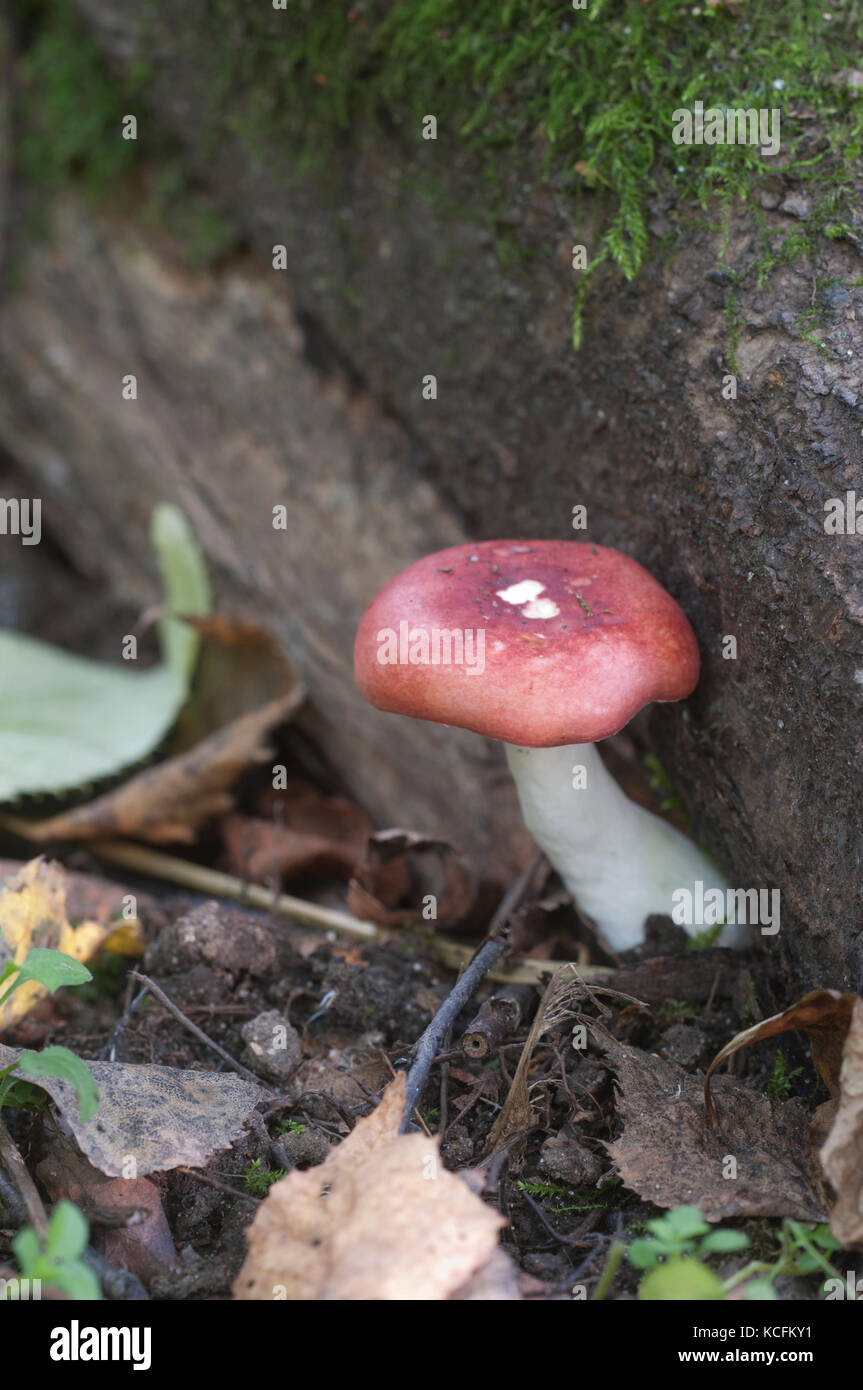 Russule mushroom hi-res stock photography and images - Alamy