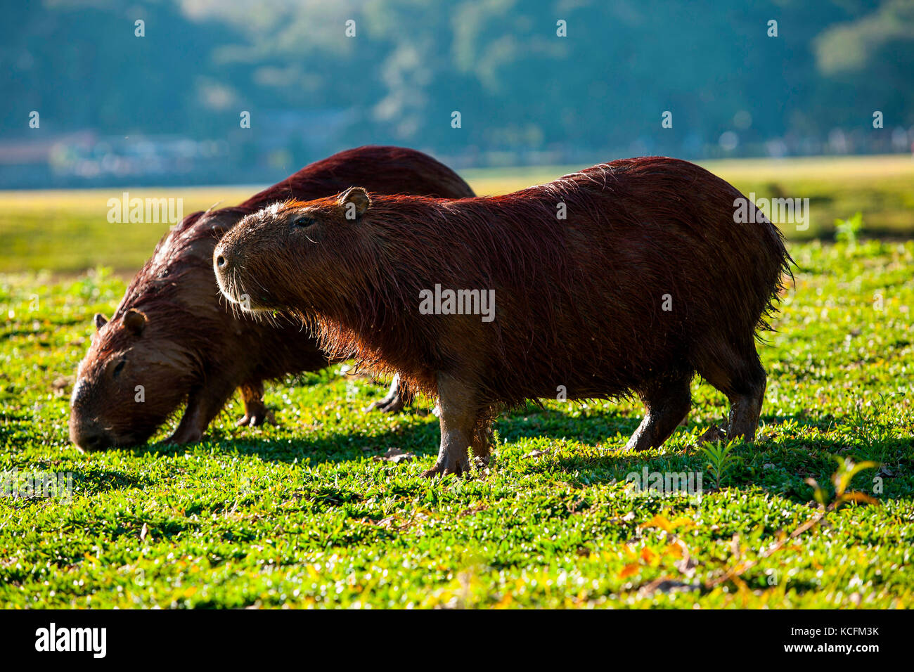 Animal, capybara, Hydrochoerus hydrochaeris, Curitiba, Parana, Brazil ...