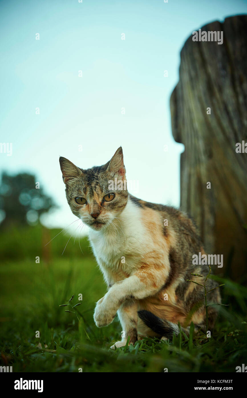 Animal, cat, isolated Stock Photo - Alamy