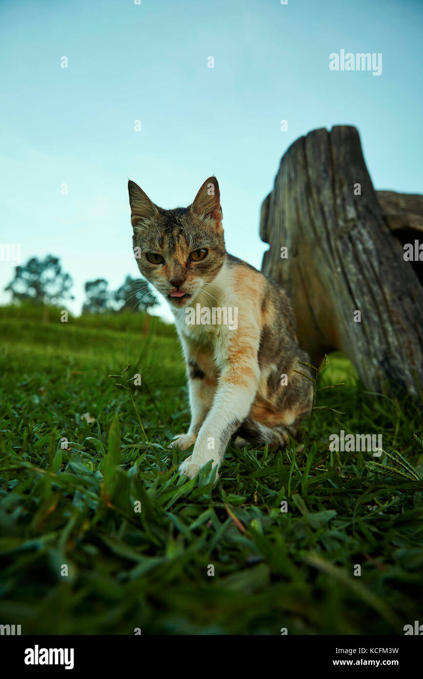 Animal, cat, isolated Stock Photo - Alamy