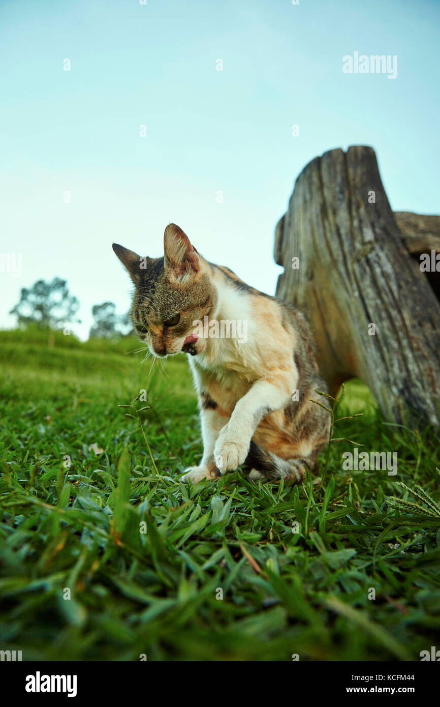 Animal, cat, isolated Stock Photo - Alamy