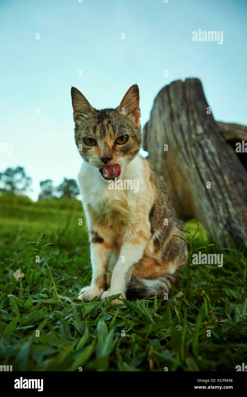Animal, cat, isolated Stock Photo - Alamy