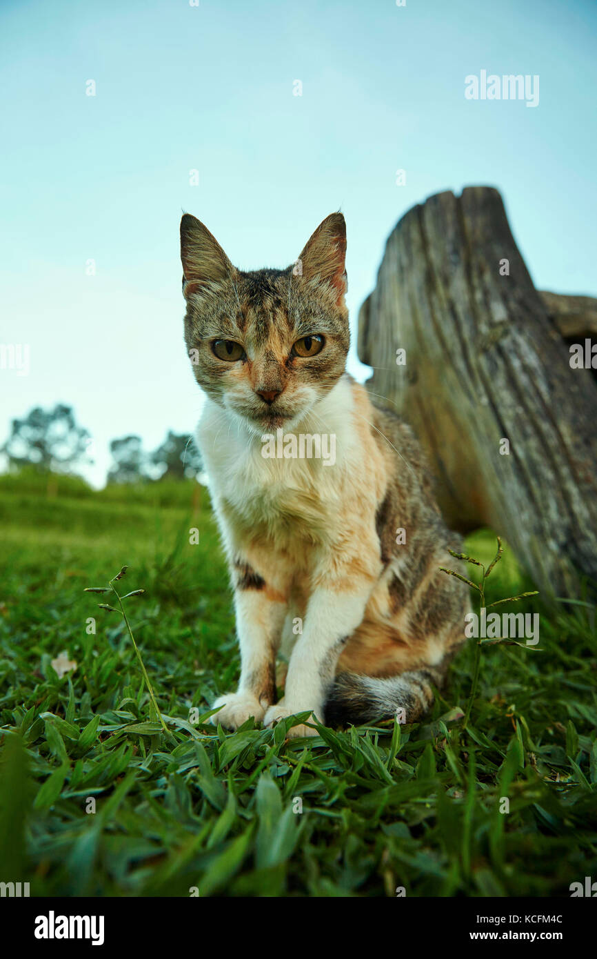 Animal, cat, isolated Stock Photo - Alamy