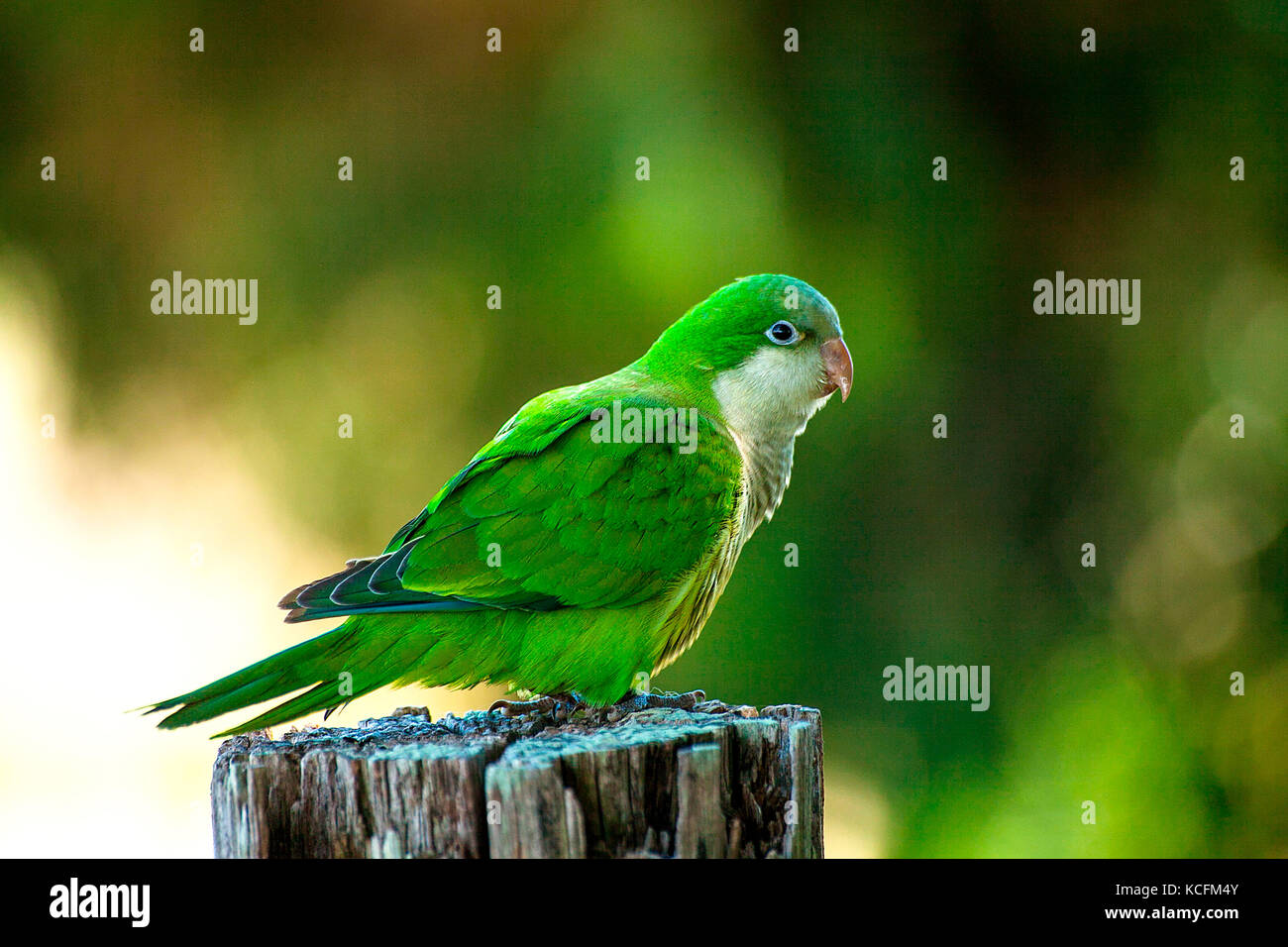 bird, parakeet-green, parakeet-rich Stock Photo - Alamy