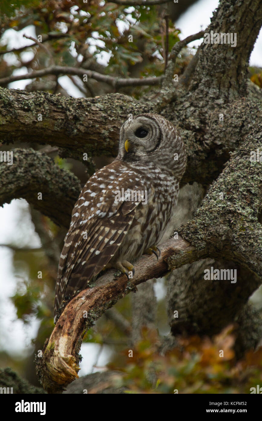 Barred owl strix varia hi-res stock photography and images - Alamy