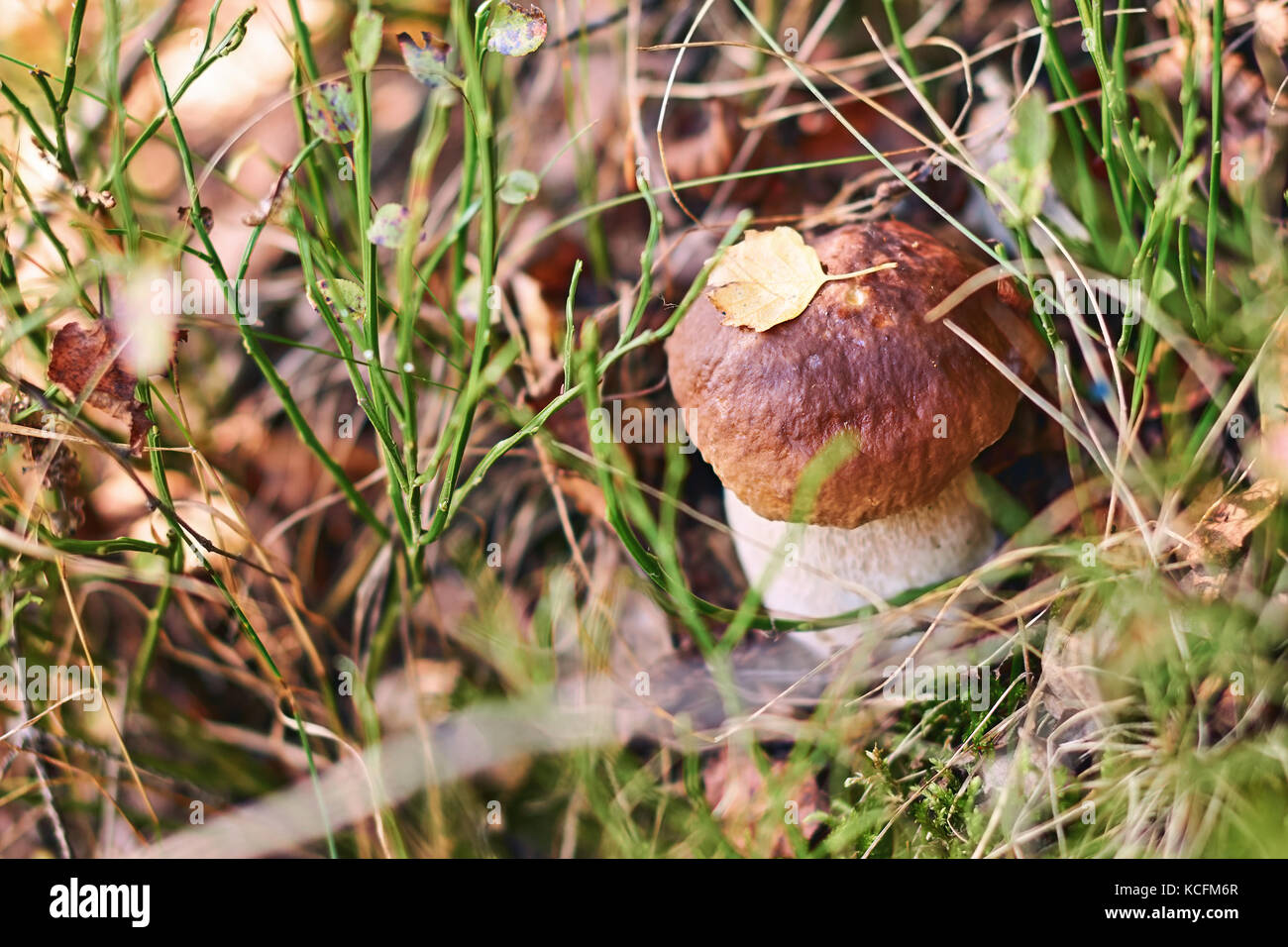 Edible cep mushroom in the autumn forest Stock Photo - Alamy