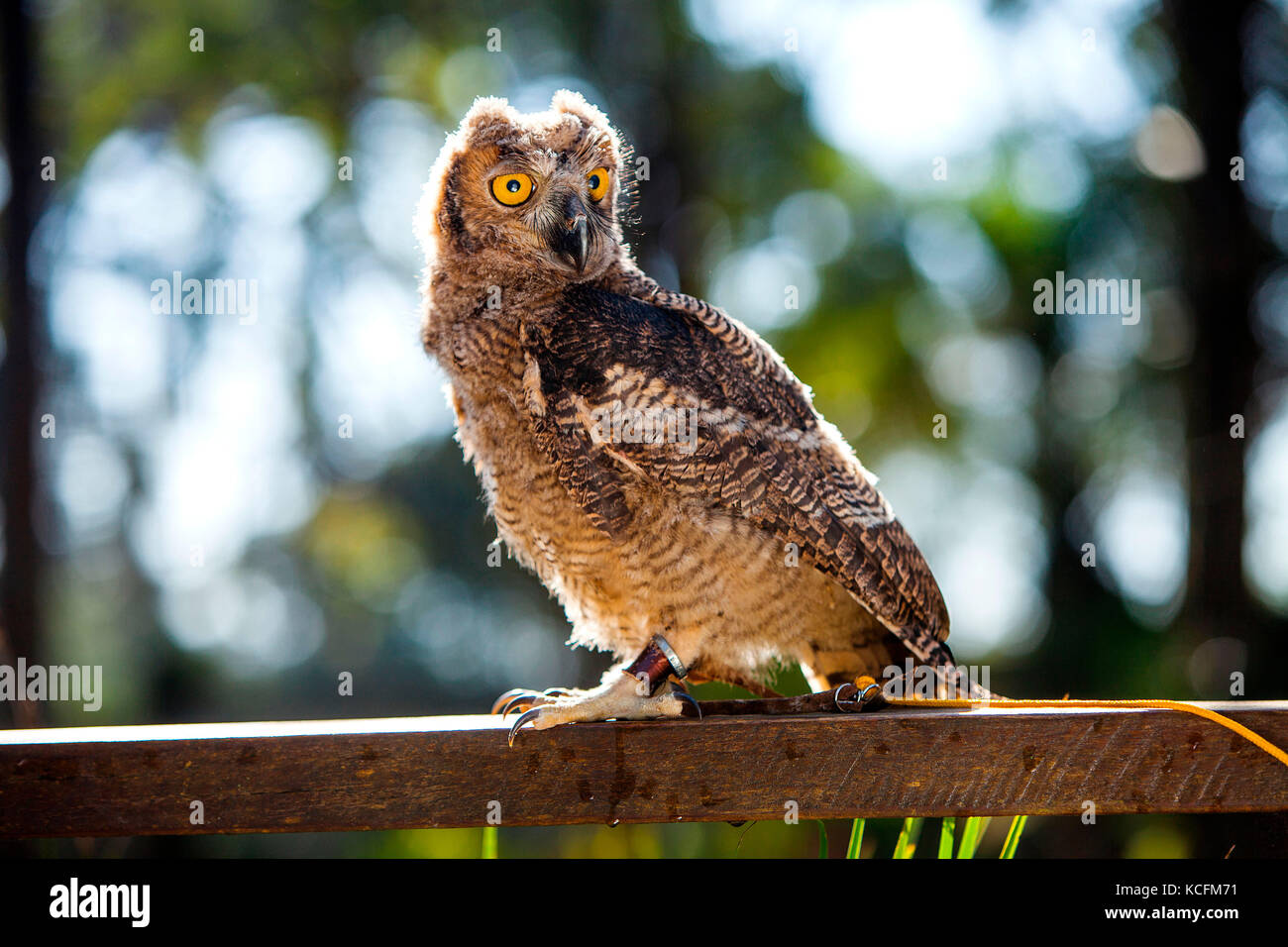 Owl on a wooden post Stock Photo - Alamy