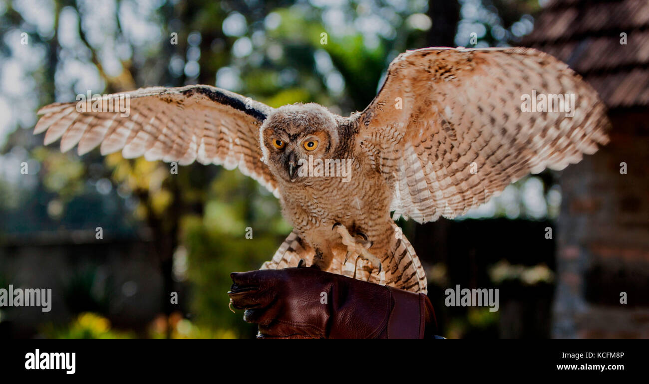bird, owl, wings open Stock Photo - Alamy