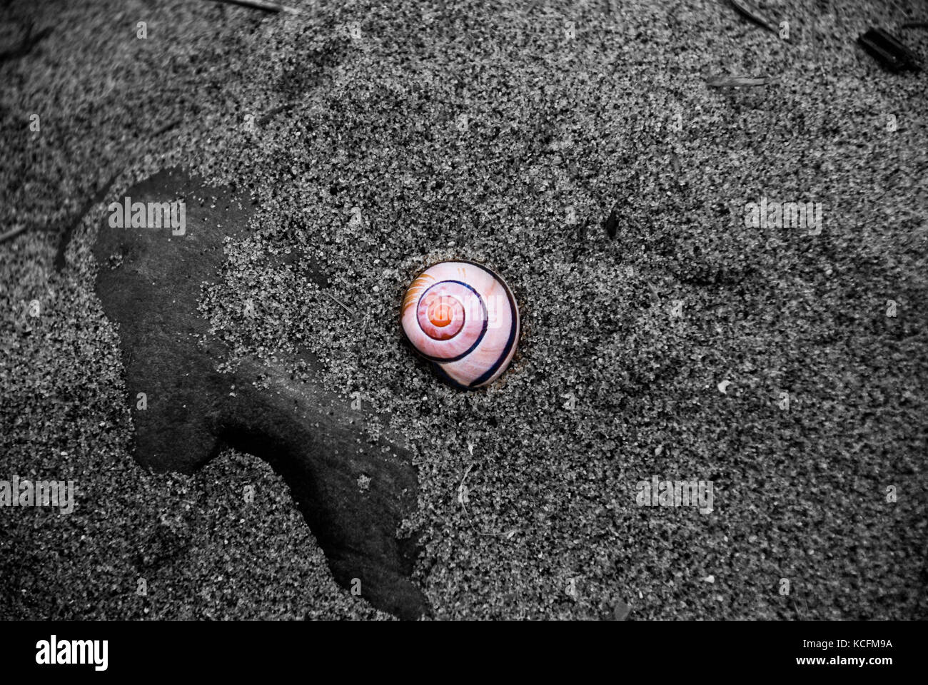 Scale shell hi-res stock photography and images - Alamy