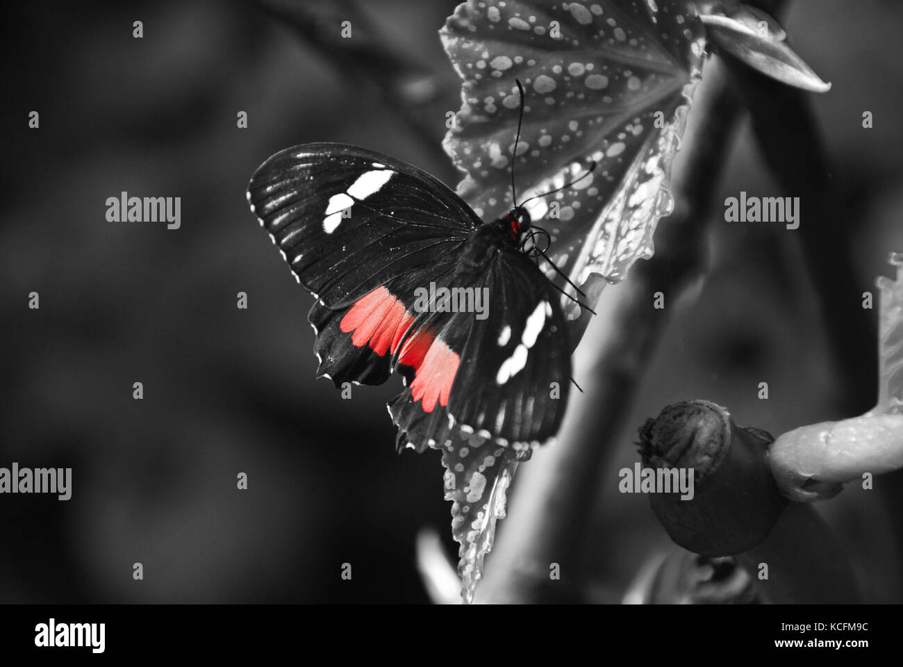 Butterflys still life hi-res stock photography and images - Alamy