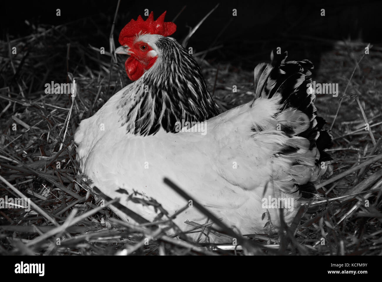 Chicken art hi-res stock photography and images - Alamy