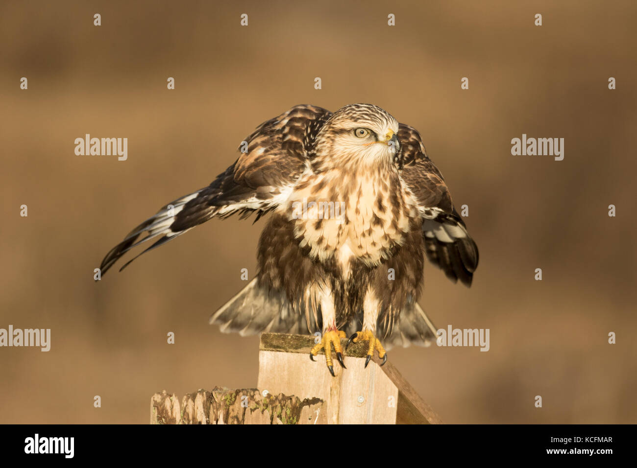 Rough legged hawk hi-res stock photography and images - Alamy