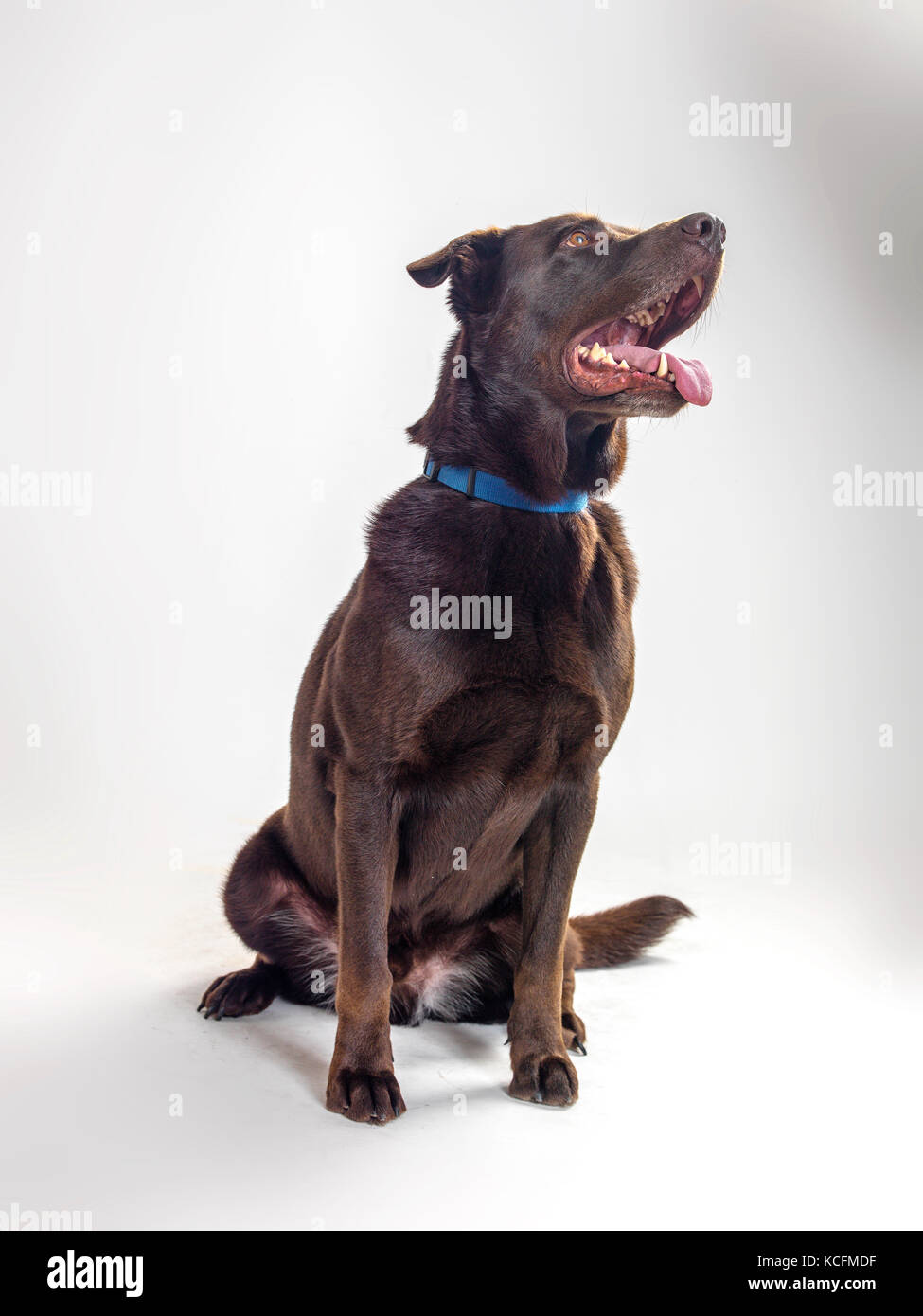 dog, Labrador retriever, isolated, white background Stock Photo - Alamy