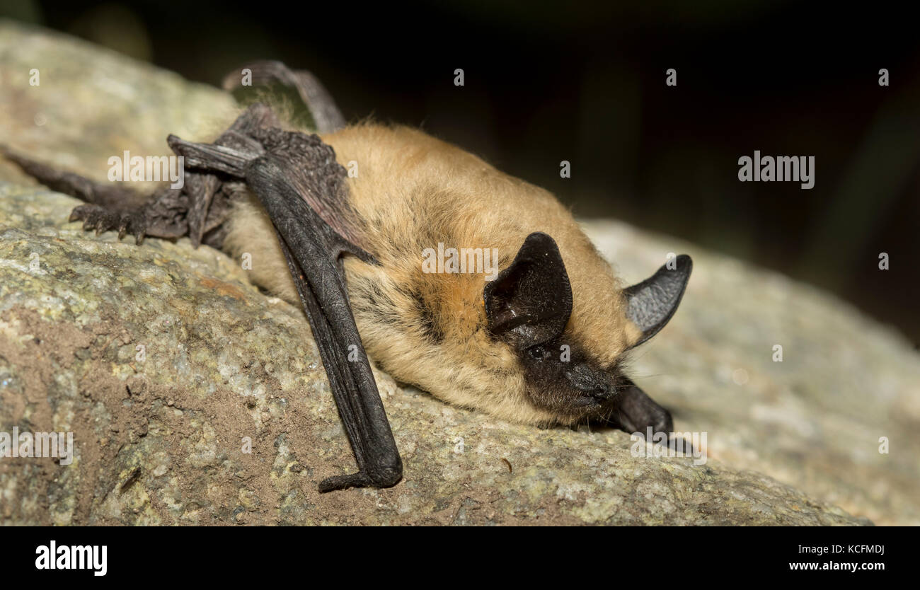 Bat blitz, BC, Canada, Myotis ciliolabrum, Okanagan, Small-footed bat ...