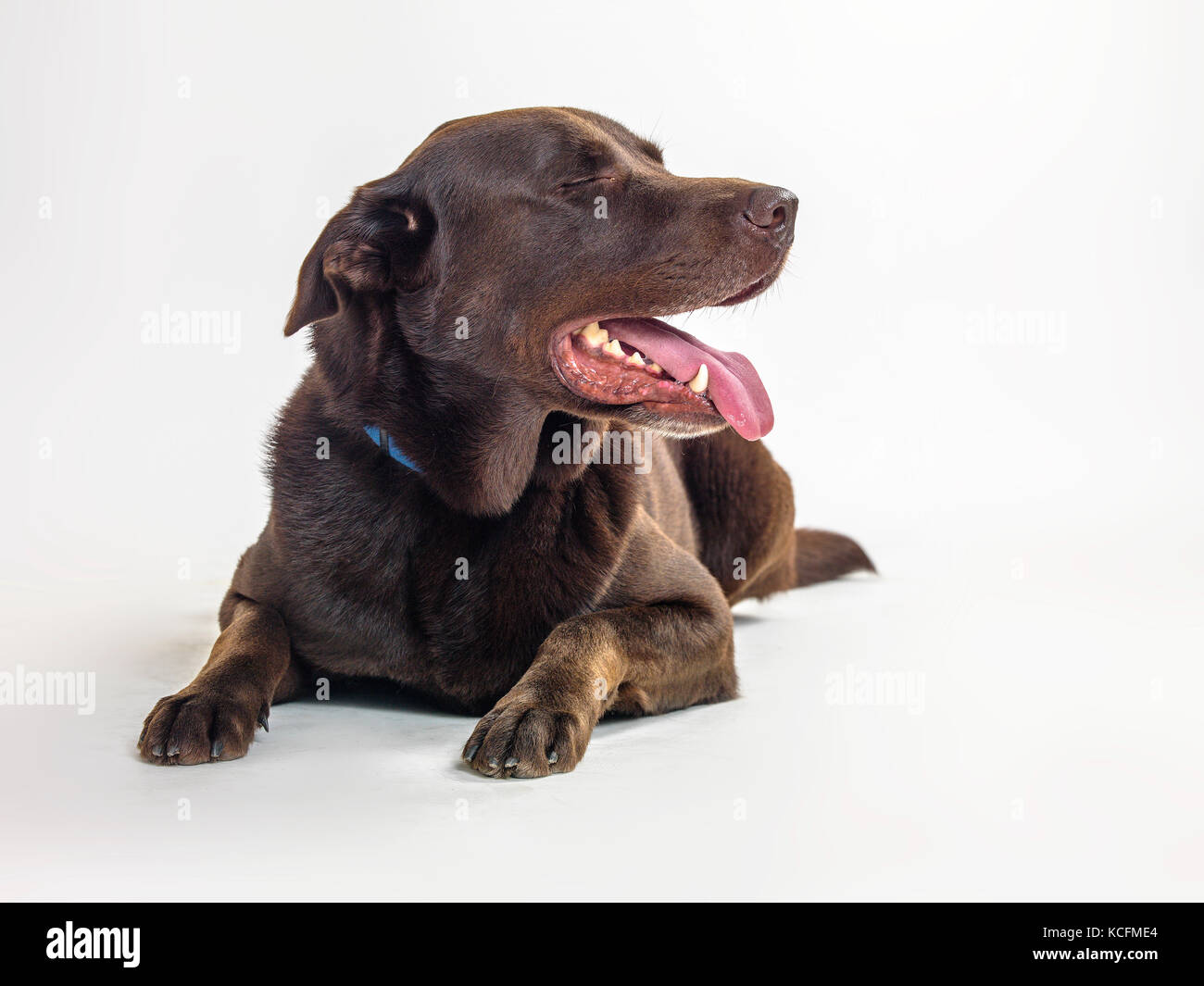 dog, Labrador retriever, isolated, white background Stock Photo - Alamy