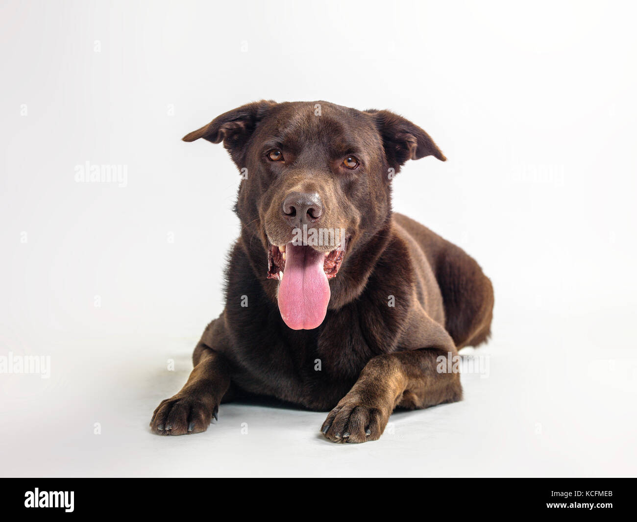 dog, Labrador retriever, isolated, white background Stock Photo - Alamy