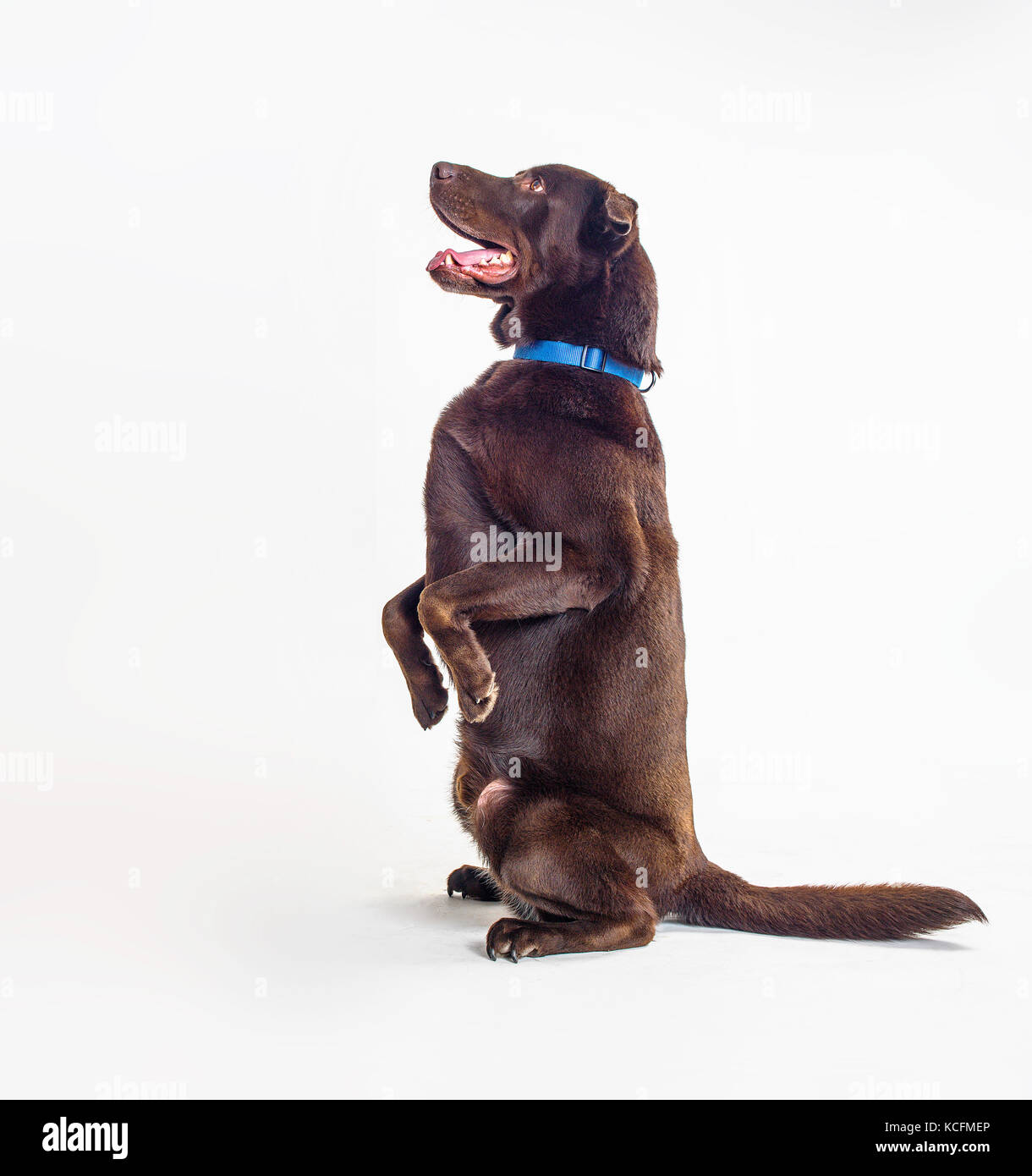 dog, Labrador retriever, isolated, white background Stock Photo - Alamy