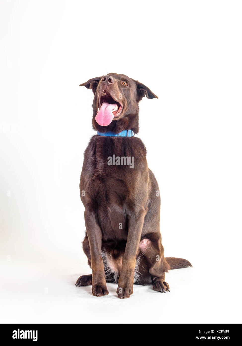 dog, Labrador retriever, isolated, white background Stock Photo - Alamy