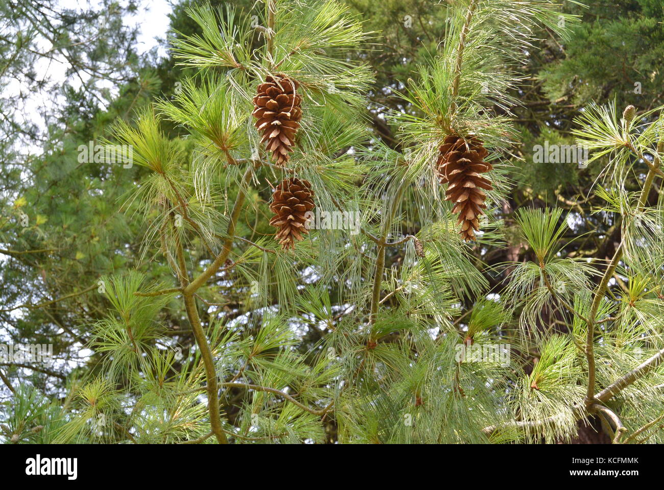 Open pine hi-res stock photography and images - Alamy