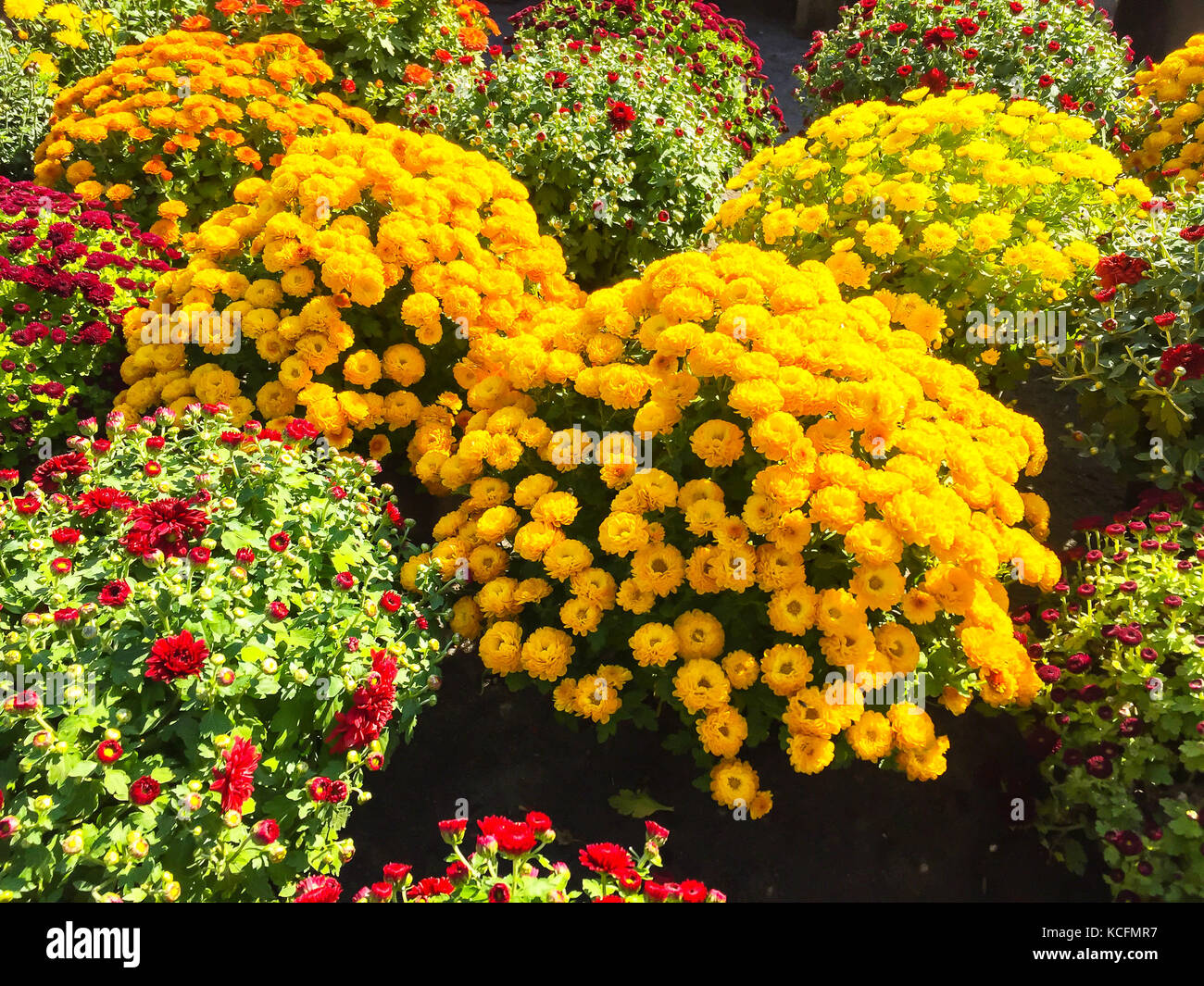 Bush of bright colorful chrysanthemum Stock Photo - Alamy