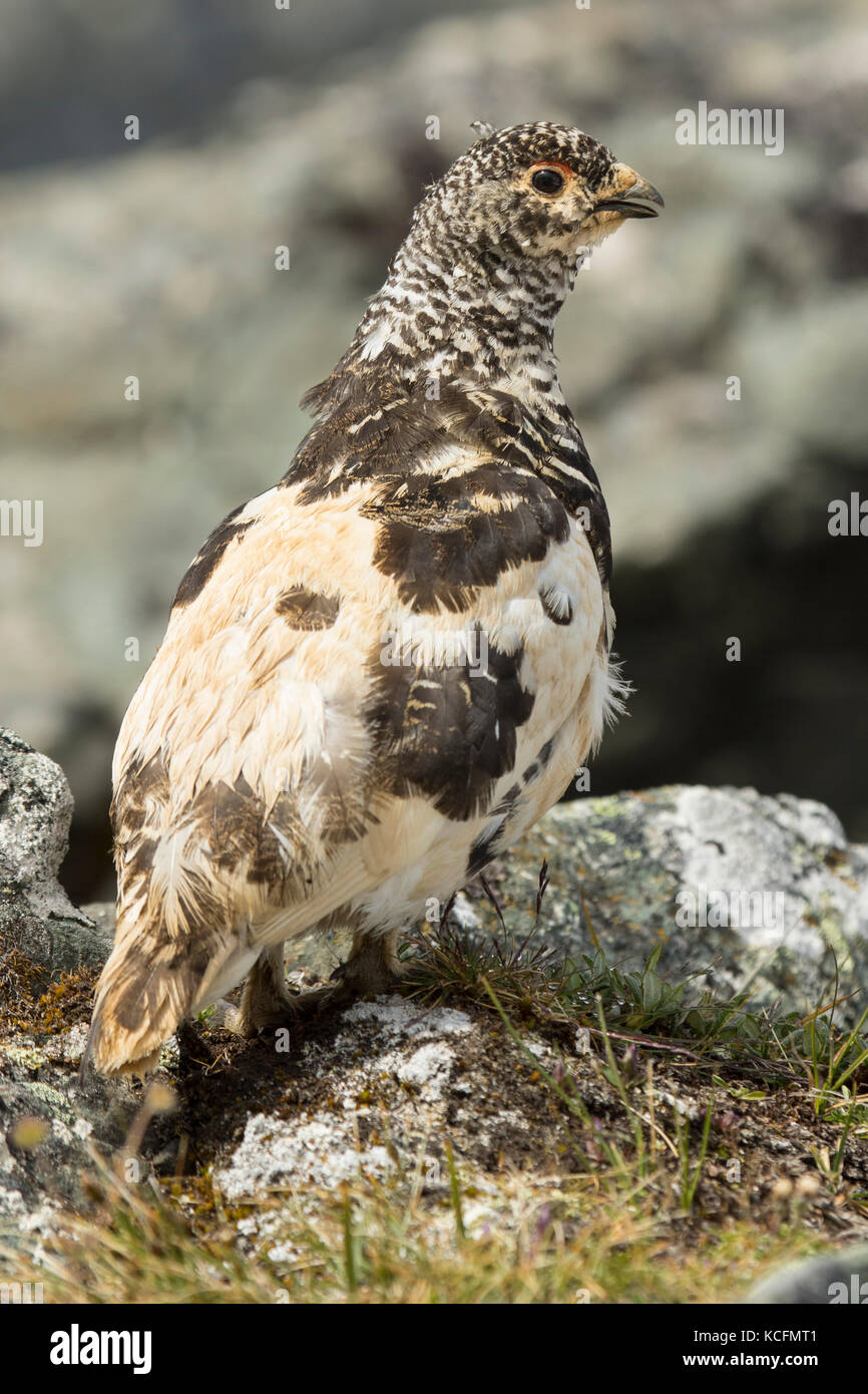 White-tailed Ptarmigan, Lagopus leucura, Alaska, Tundra, USA Stock ...