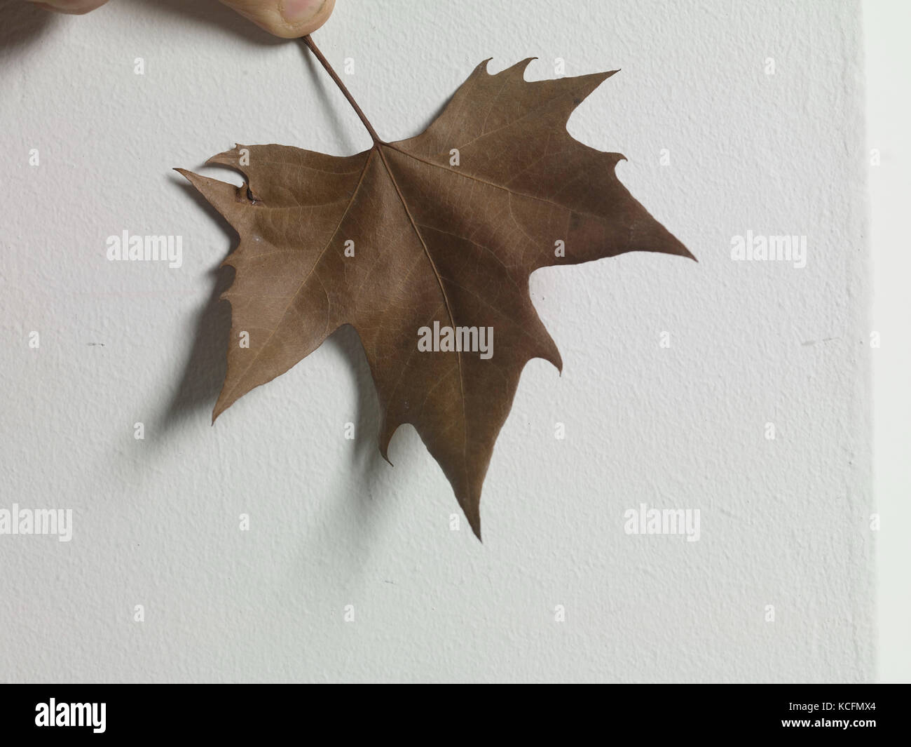Dry leaf, isolated, white background Stock Photo - Alamy