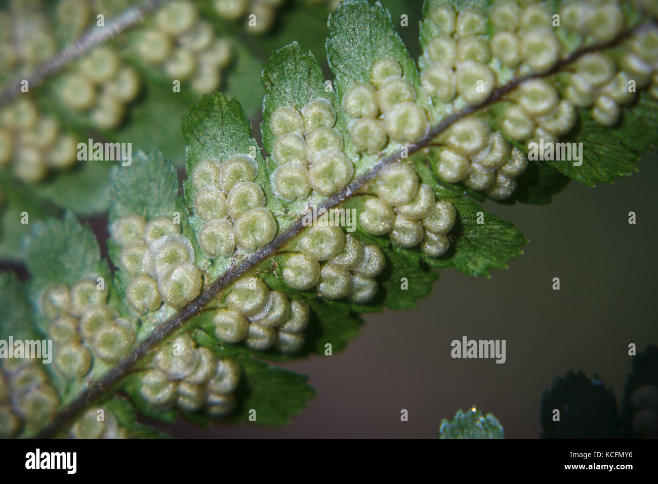 Leaf Spores Stock Photos & Leaf Spores Stock Images - Alamy