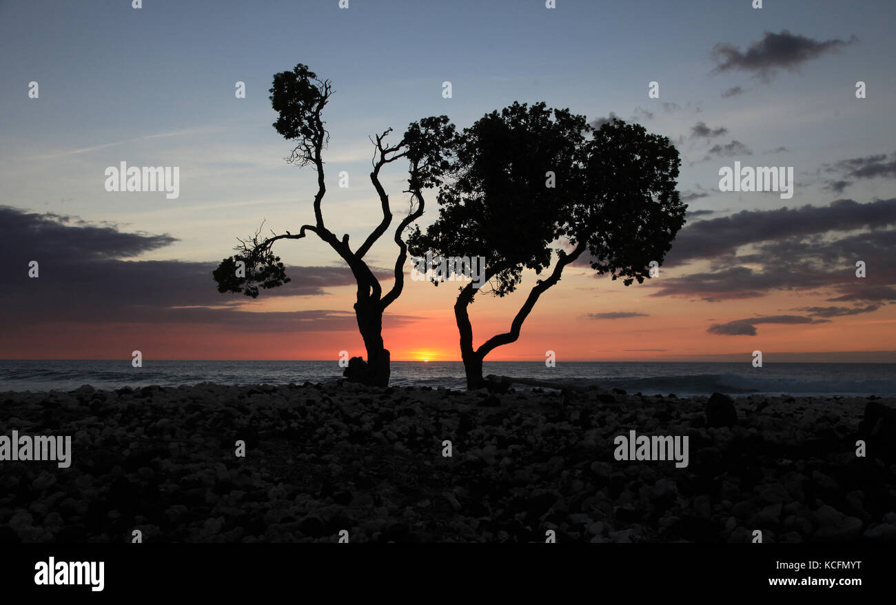 Ocean sunset with cool tree Stock Photo - Alamy