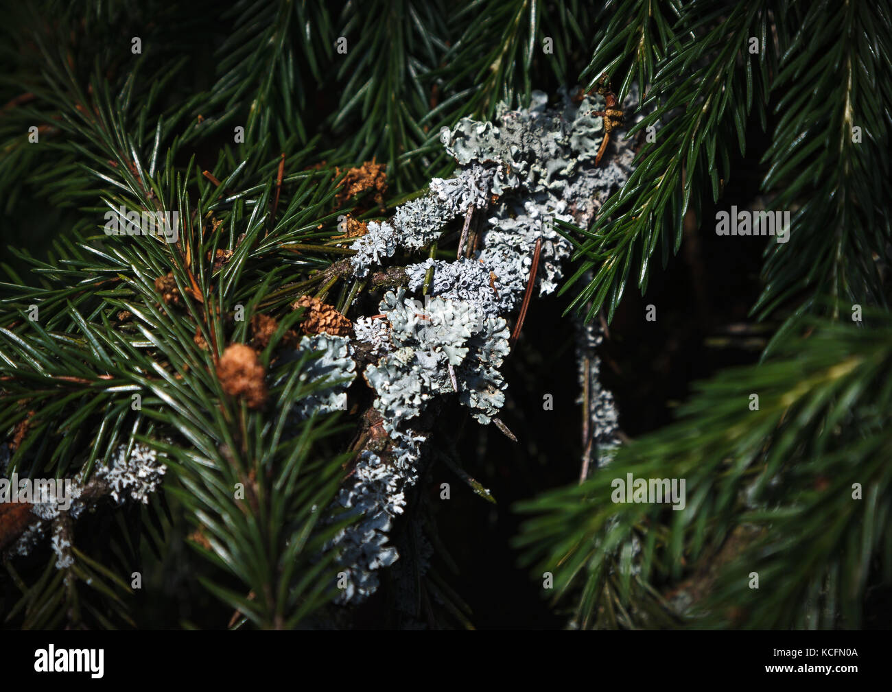 Lichen on evergreen hi-res stock photography and images - Alamy