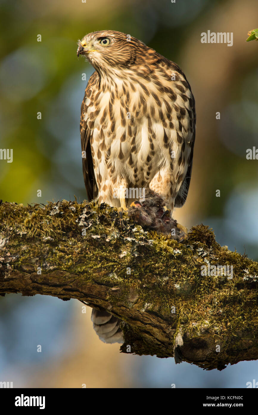 Raptor fauna hi-res stock photography and images - Alamy