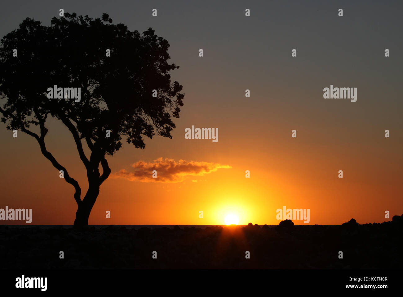 Tree silhouette at sunset Stock Photo - Alamy