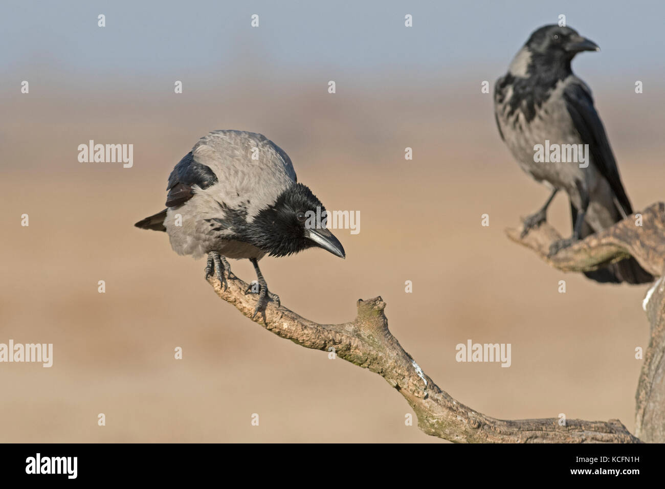 Hooded crow hi-res stock photography and images - Alamy