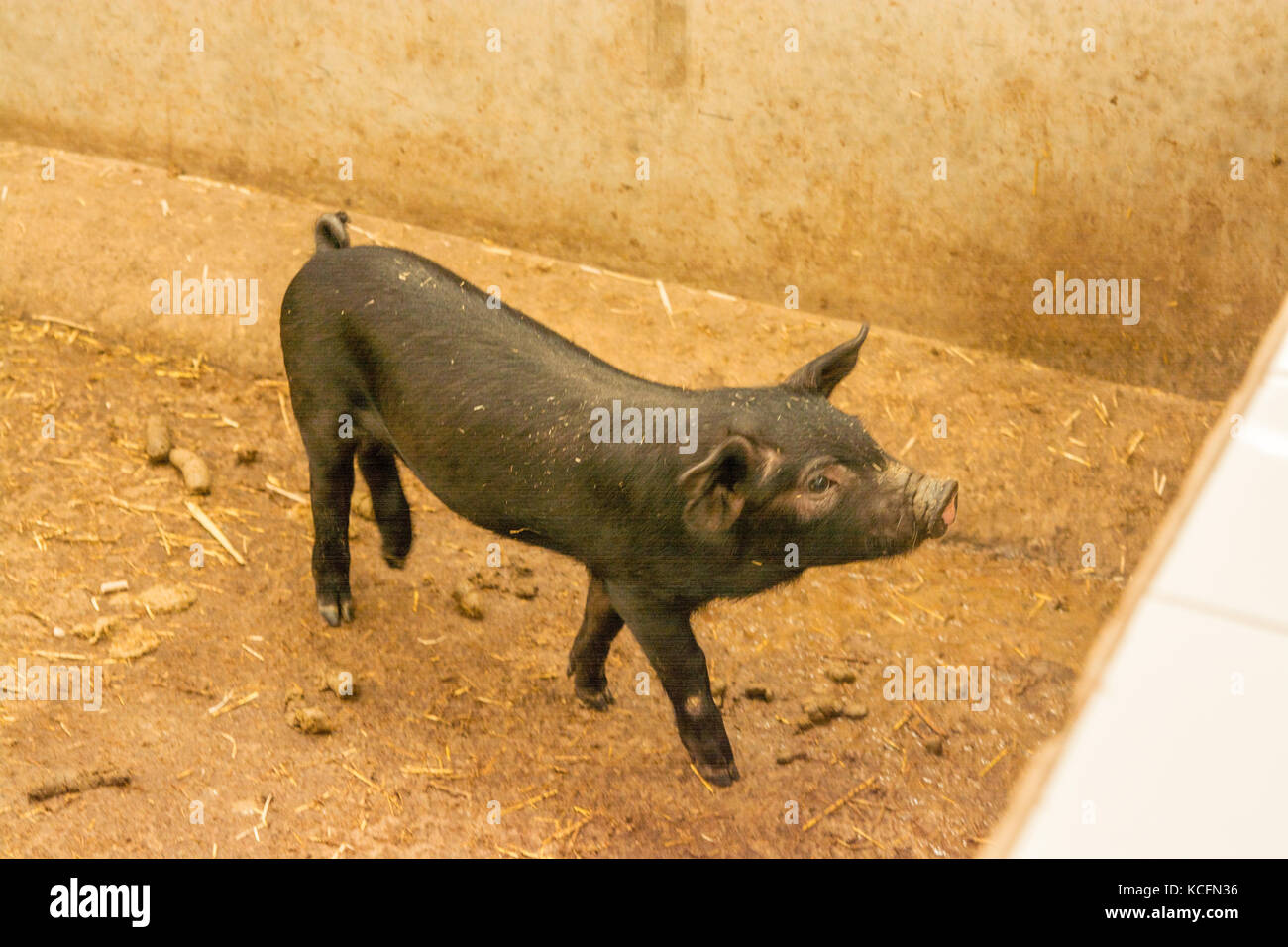 Pigs in pens in England Stock Photo - Alamy