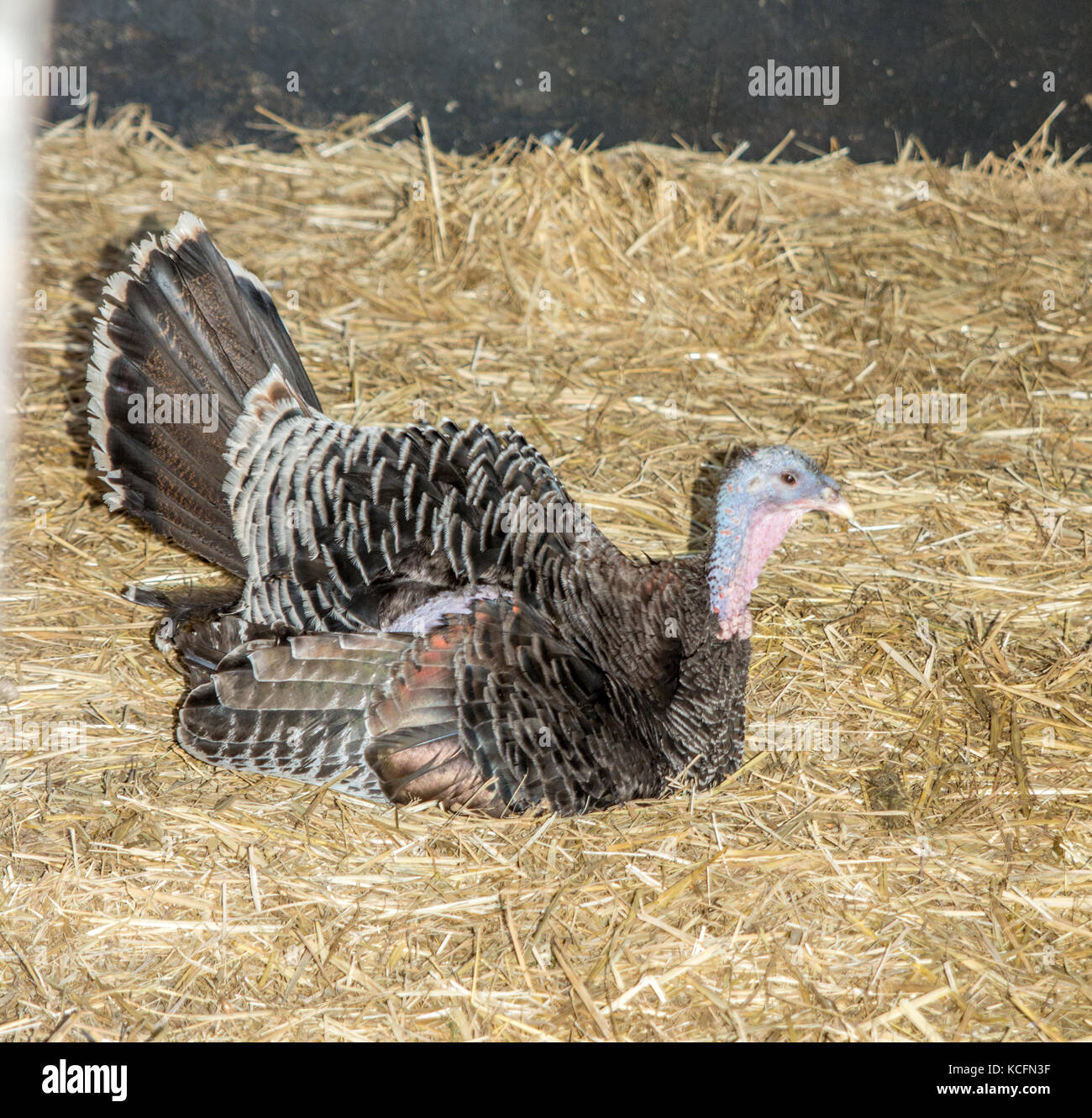Turkey in pen in English farm Stock Photo - Alamy