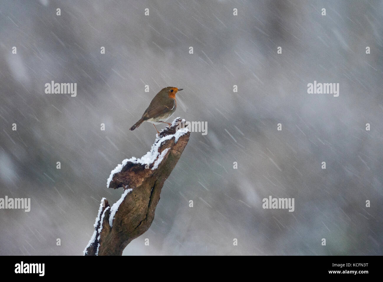 Robin Erithacus rubecula in blizzard Norfolk winter Stock Photo - Alamy
