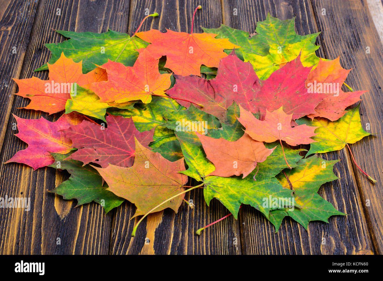 Autumn background with colorful fall maple leaves on rustic wooden ...